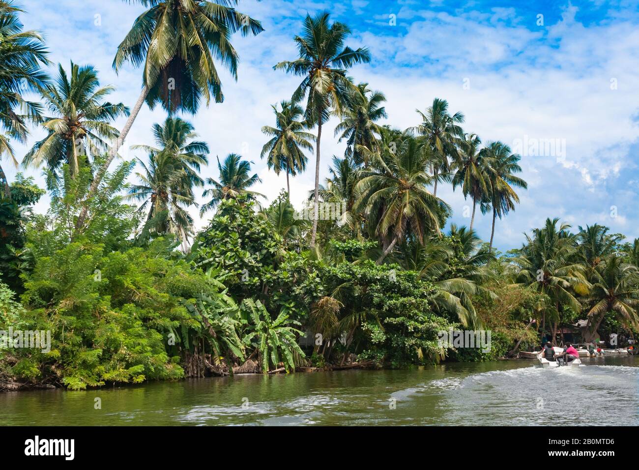 Madu River Safari, beautiful tropical riverbank. Beautiful palm trees ...