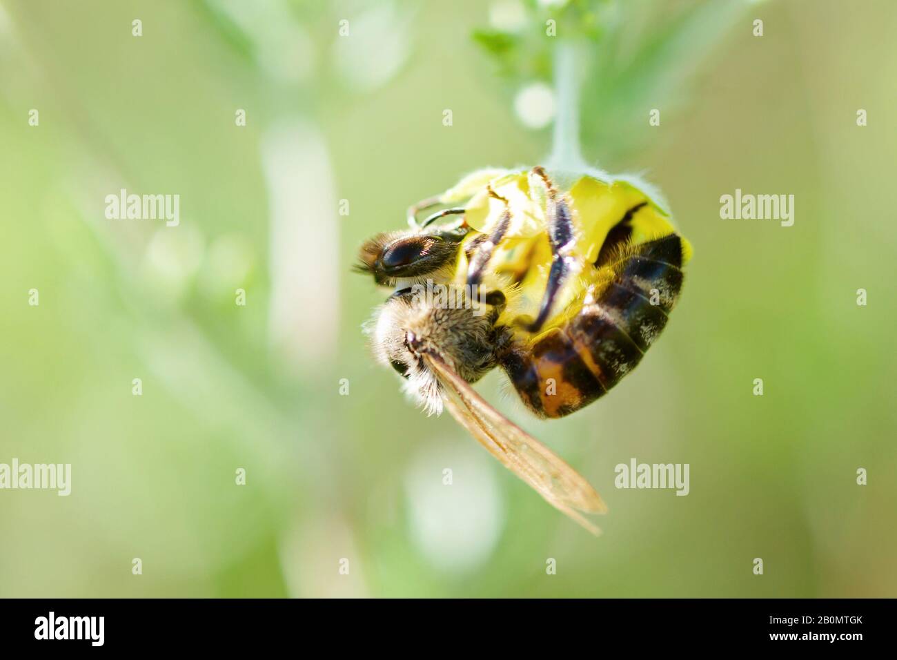 bee collects nectar from Potentilla erecta, Tormentilla, Potentilla ...