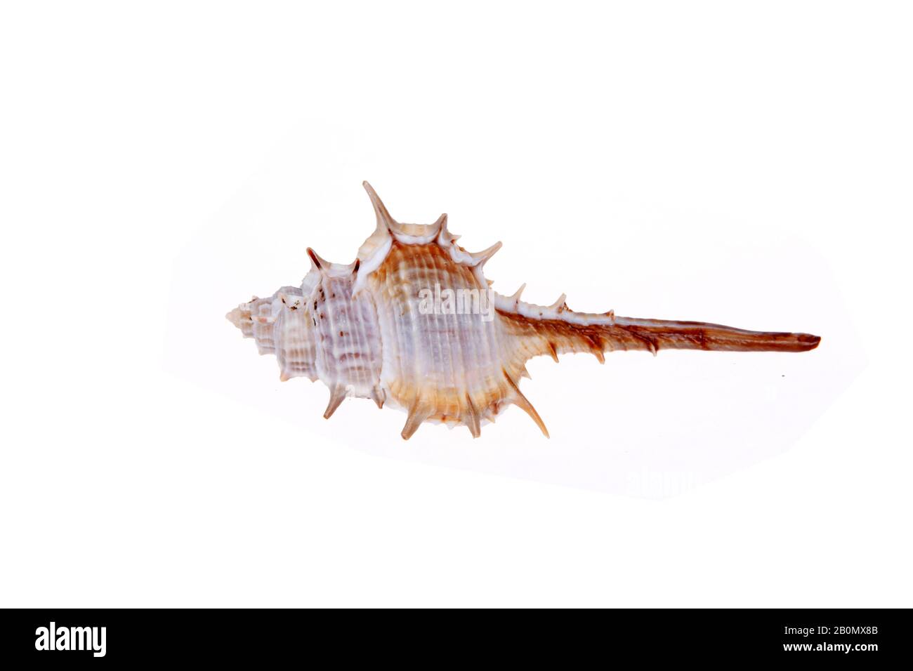Shell, white background, close-up Stock Photo - Alamy