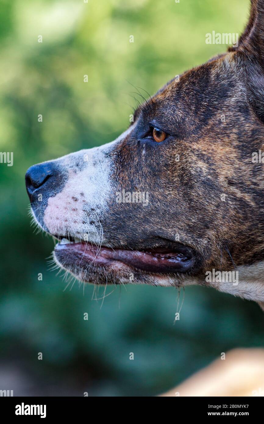 Muzzle of a large evil guard dog with large teeth close-up. The open ...