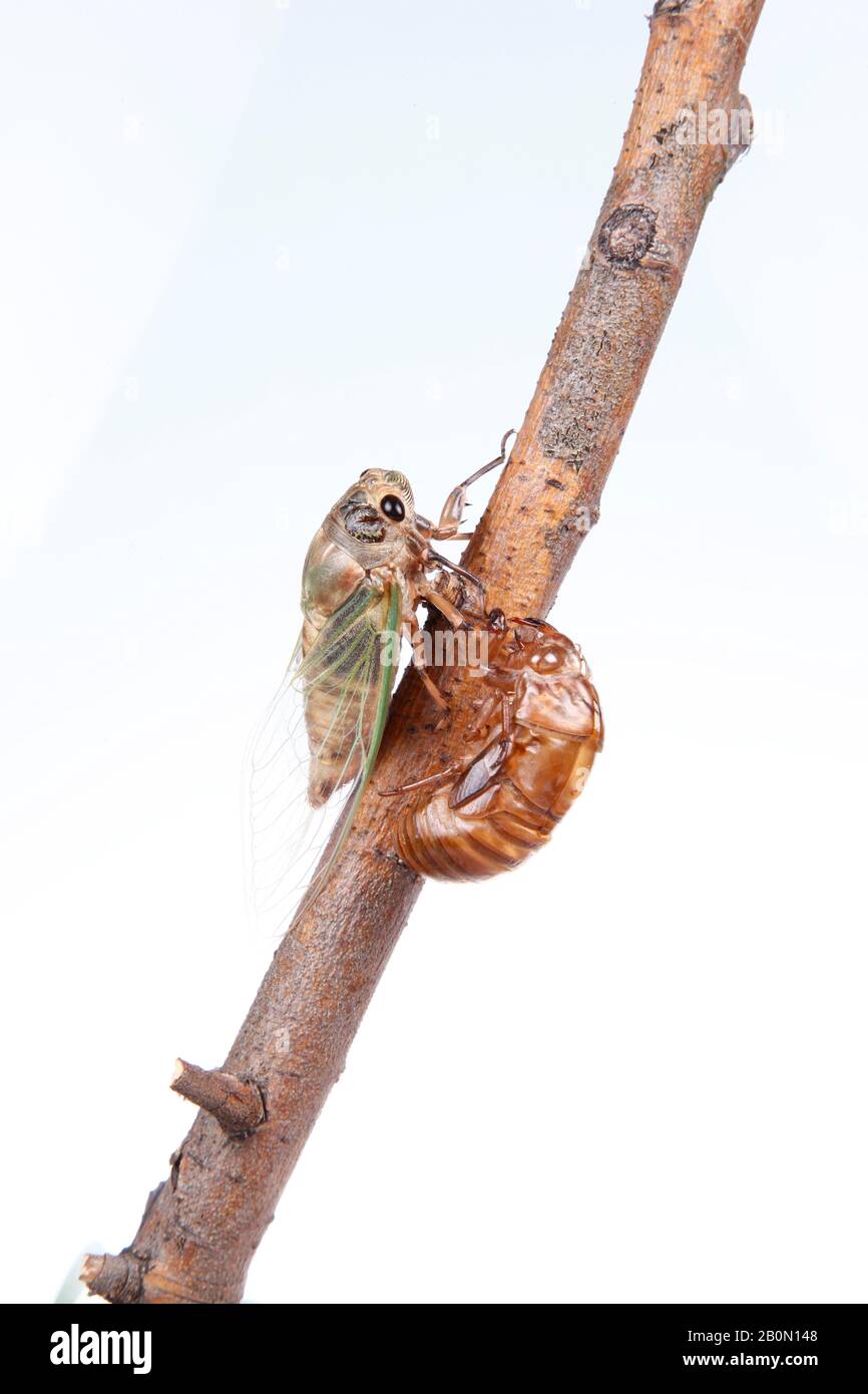 The metamorphosis of cicada Stock Photo - Alamy