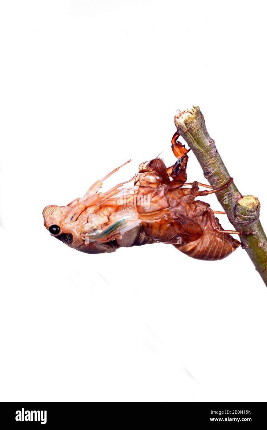 Metamorphosis cocoon Cut Out Stock Images & Pictures - Alamy