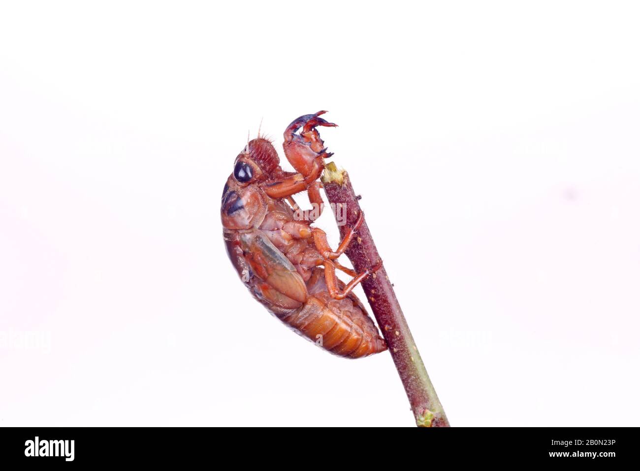 Cicada tree Cut Out Stock Images & Pictures - Alamy