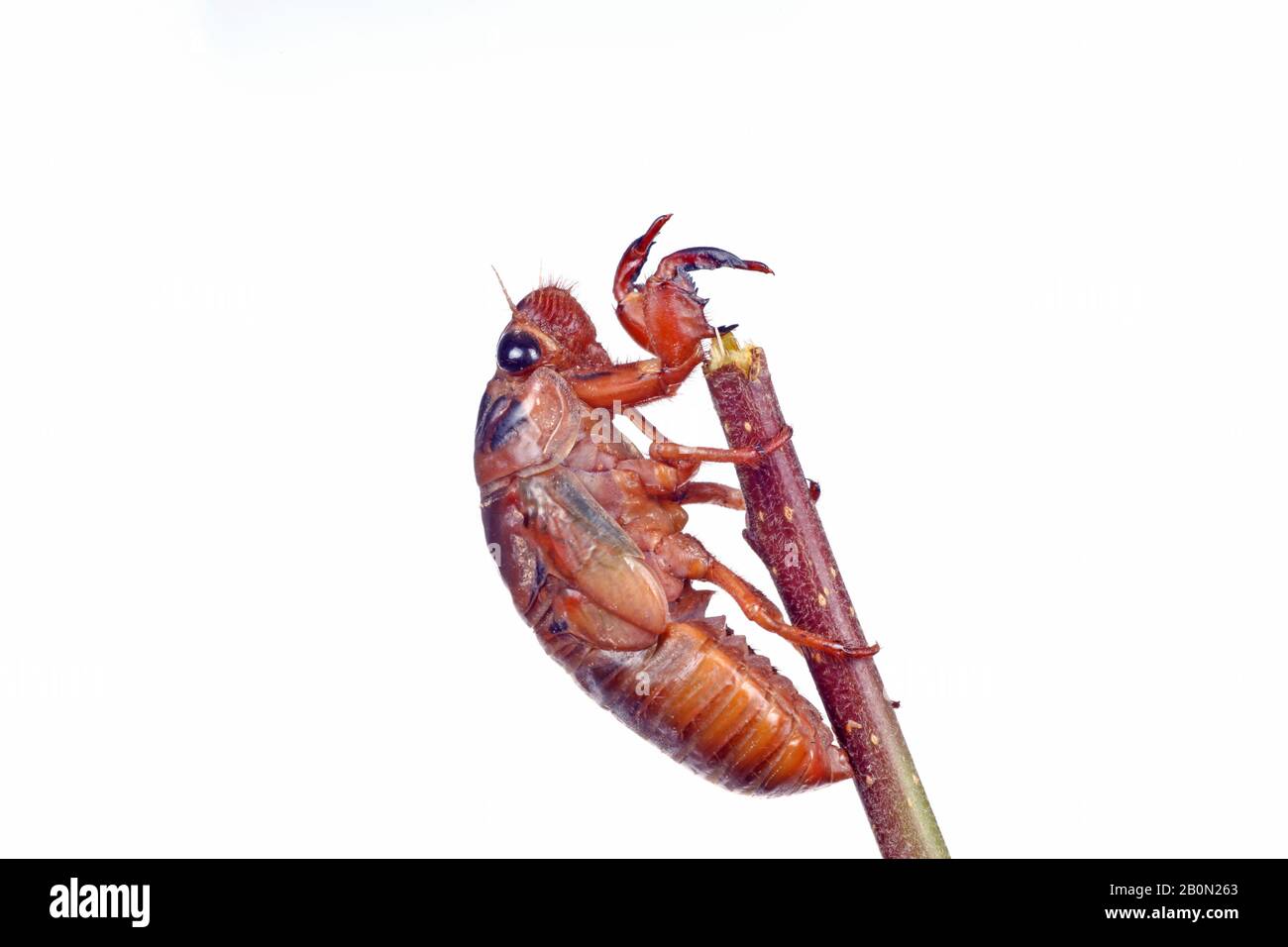 Cicada cicala Cut Out Stock Images & Pictures - Alamy