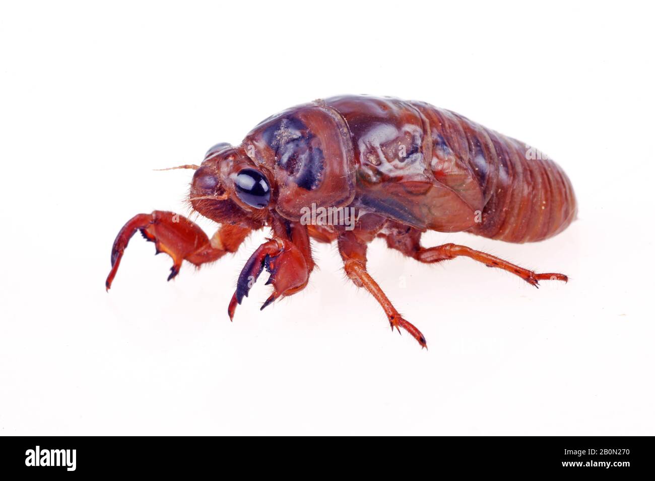 Cicada tree Cut Out Stock Images & Pictures - Alamy