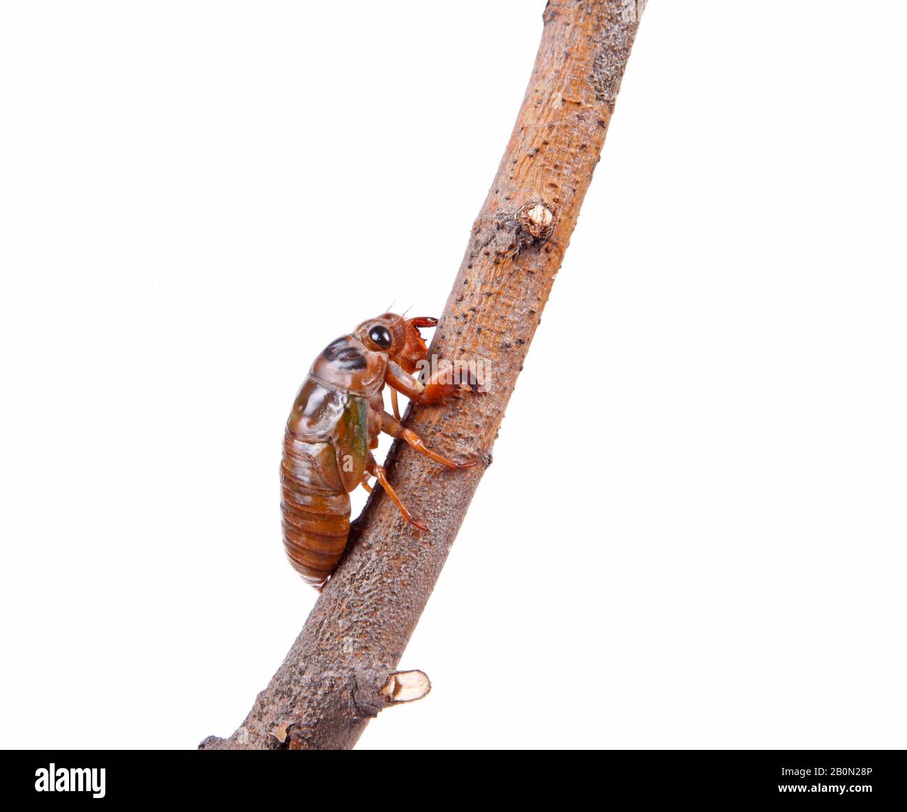 Cicada cicala Cut Out Stock Images & Pictures - Alamy