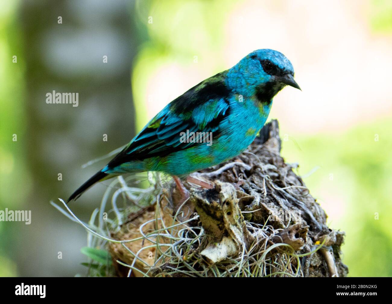 The blue dacnis (dacnis cayana) in the Atlantic Forest Stock Photo - Alamy