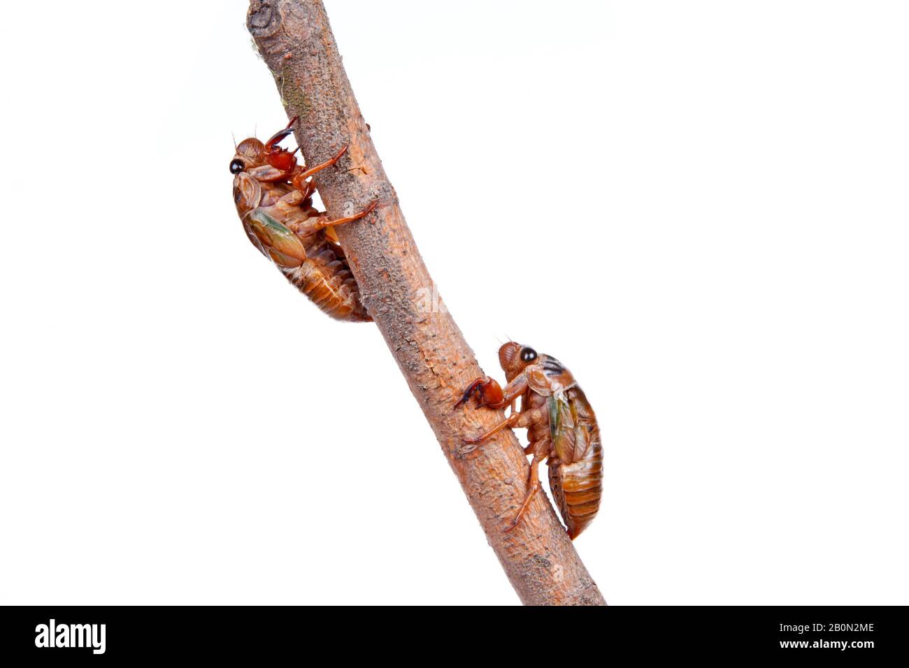 Pupa Shell High Resolution Stock Photography and Images - Alamy