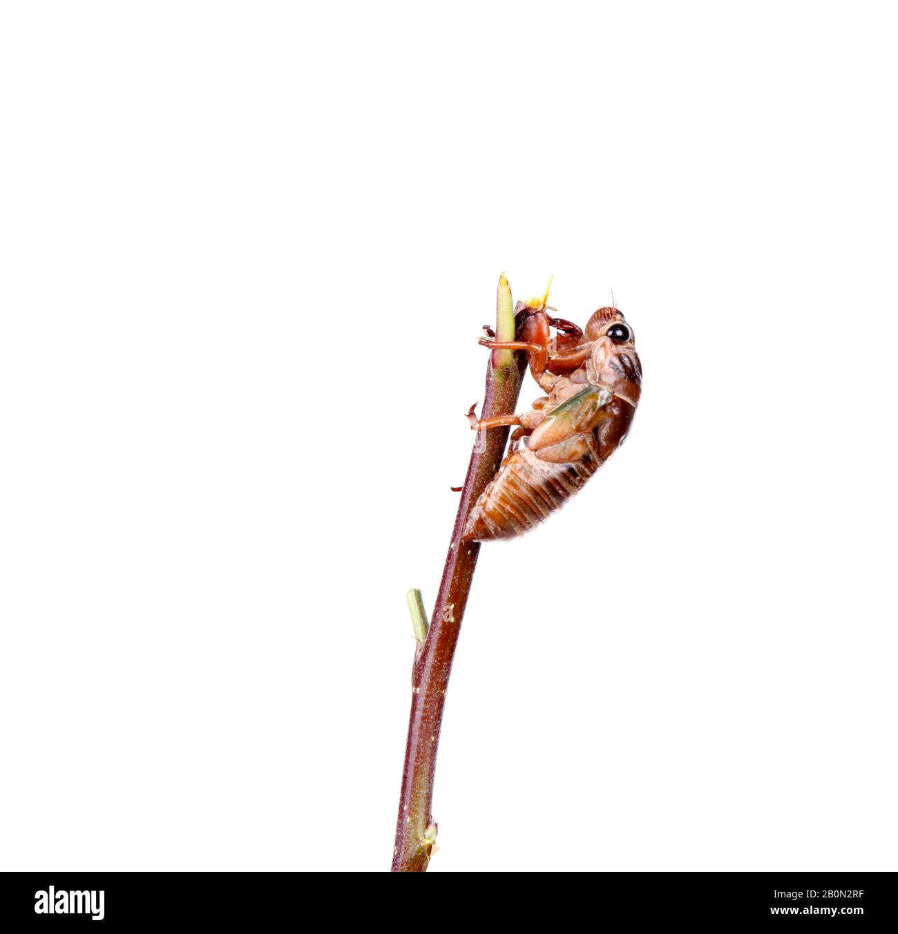 Pupa Shell High Resolution Stock Photography and Images - Alamy