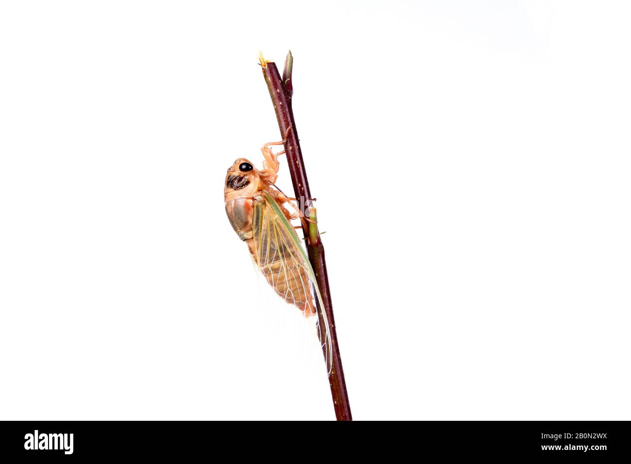 Pupa Shell High Resolution Stock Photography and Images - Alamy