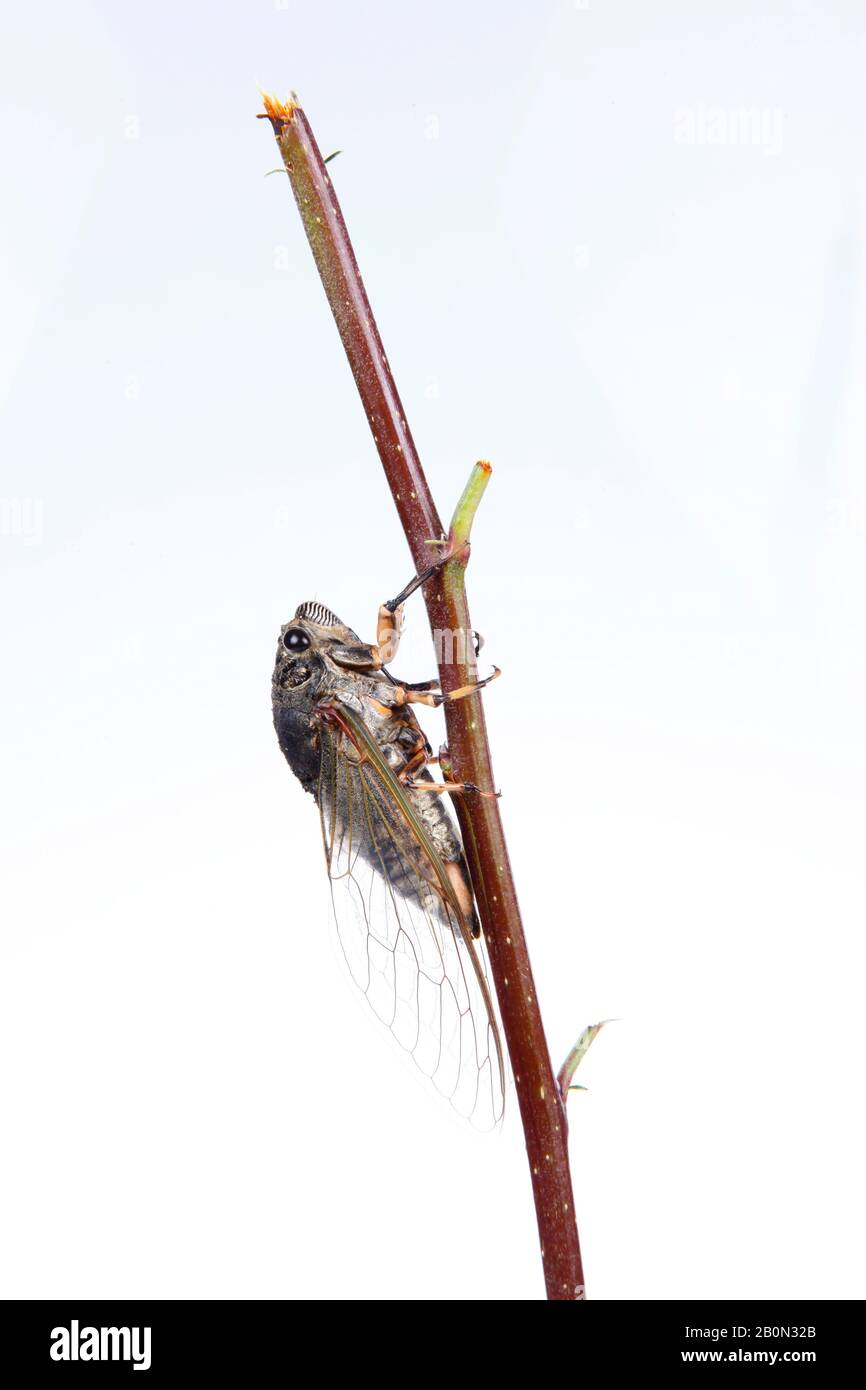 Pupa Shell High Resolution Stock Photography and Images - Alamy