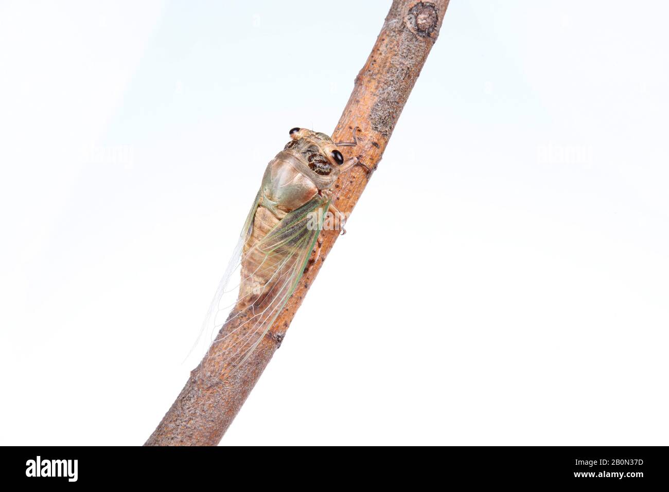 Pupa Shell High Resolution Stock Photography and Images - Alamy
