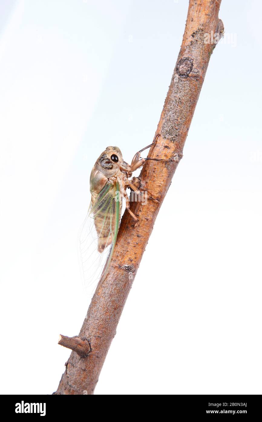 Pupa Shell High Resolution Stock Photography and Images - Alamy
