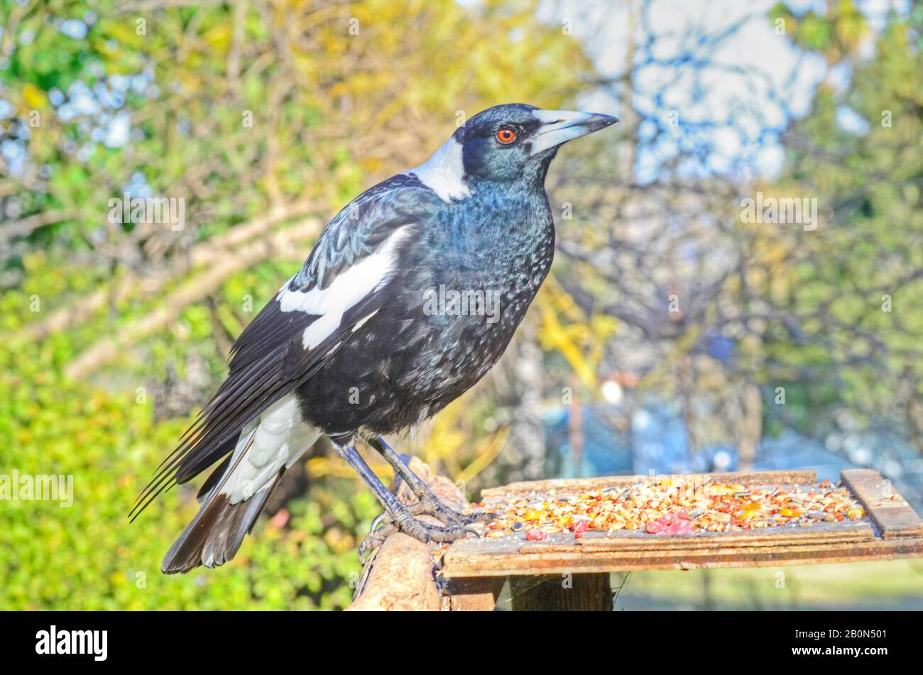 Australian Magpie at a seed feeding tray Stock Photo - Alamy