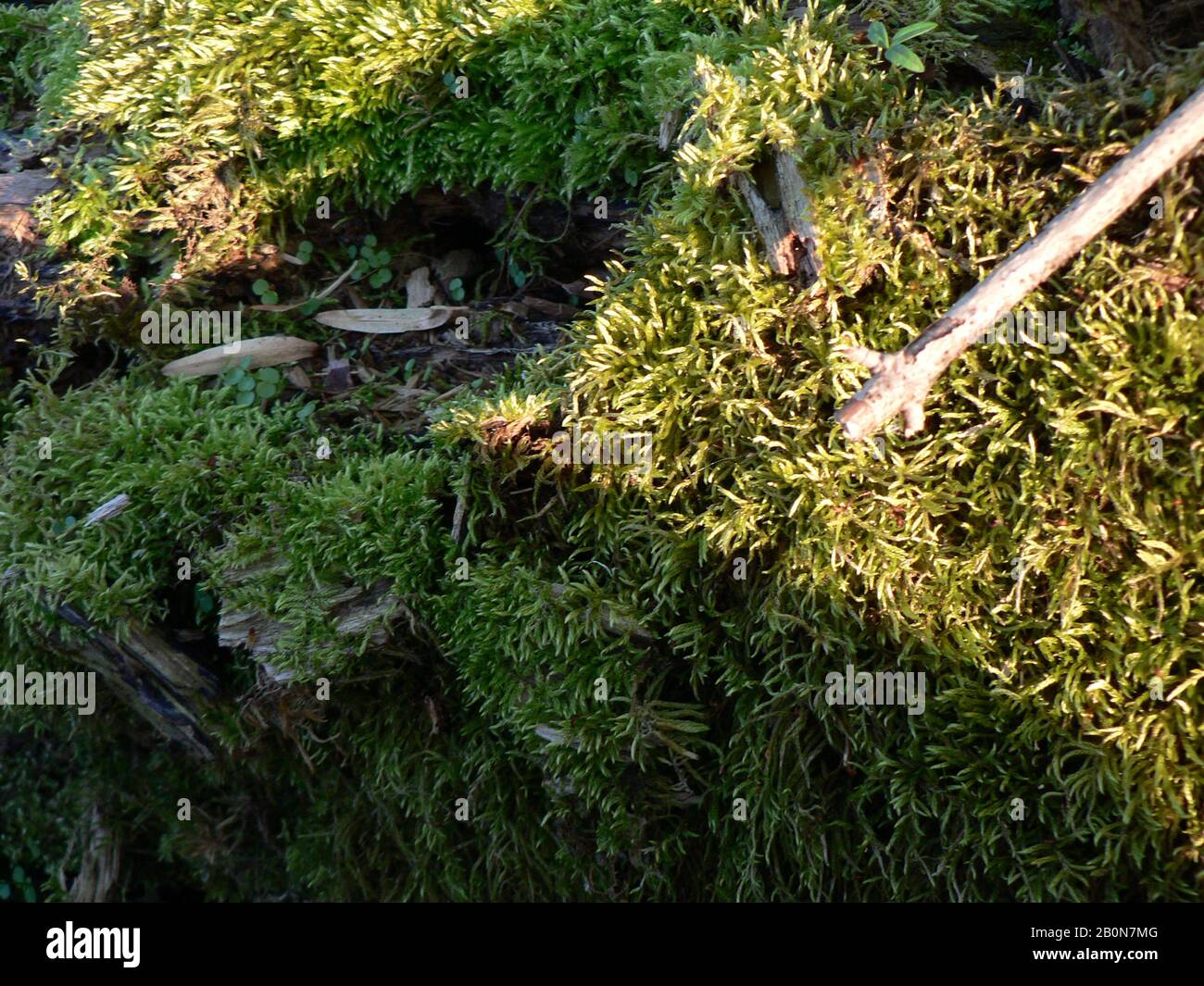 Shallenberger Nature Preserve, Lancaster, Ohio Stock Photo - Alamy