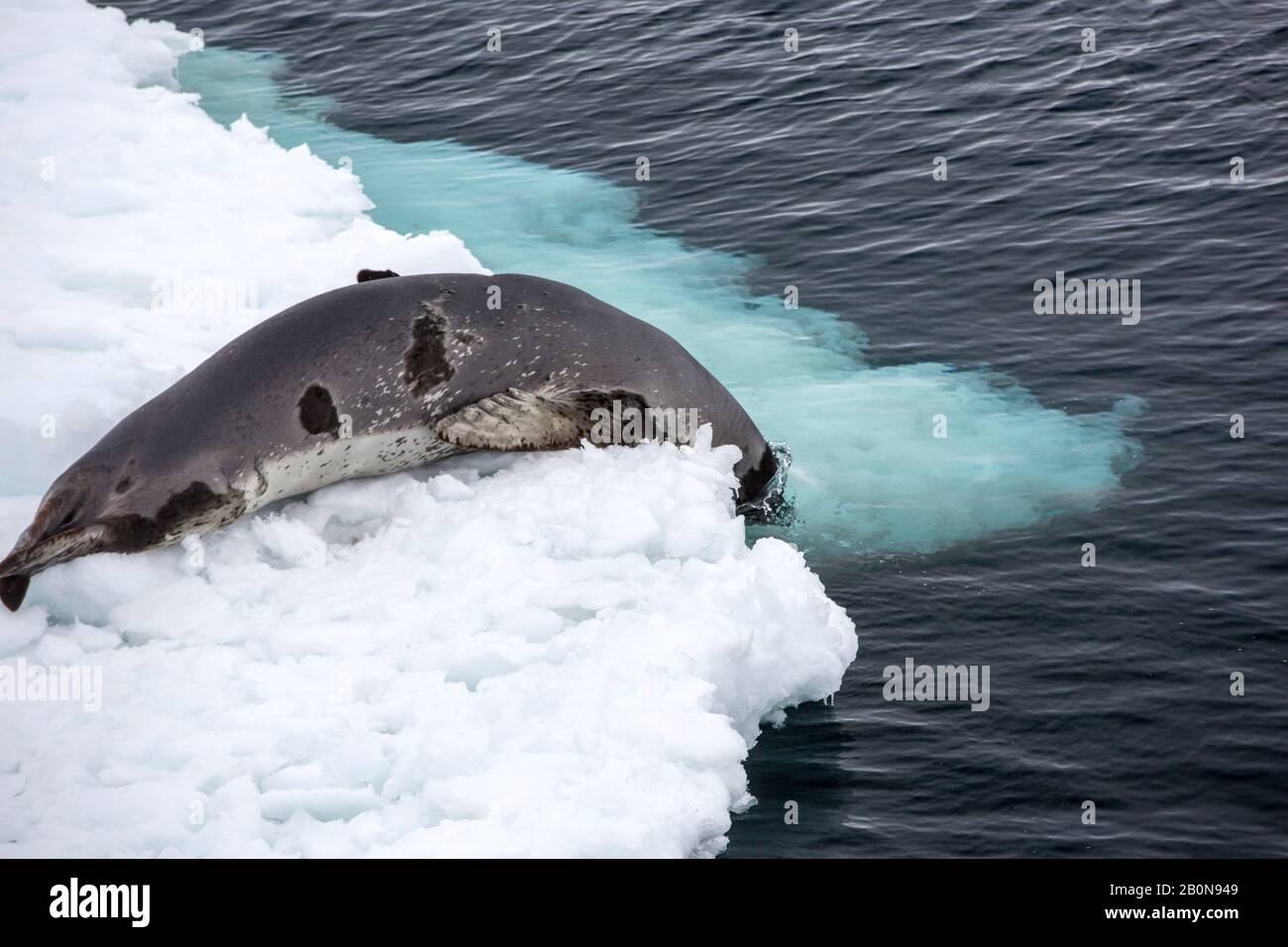 Leopard Seal, Hydrurga leptony on sea ice, Weddell Sea, Antarctica ...