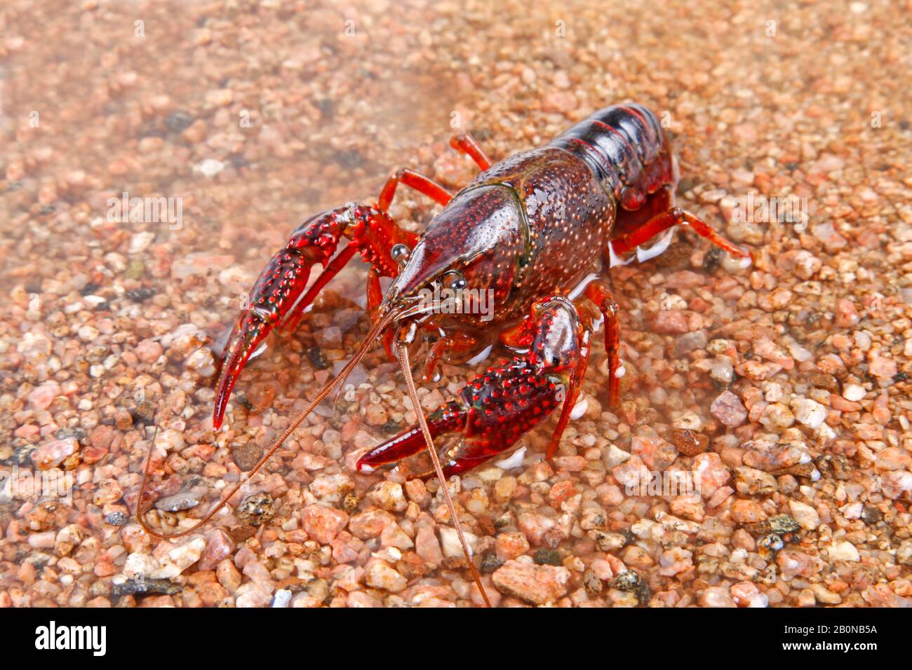 Red swamp crawfish hi-res stock photography and images - Alamy