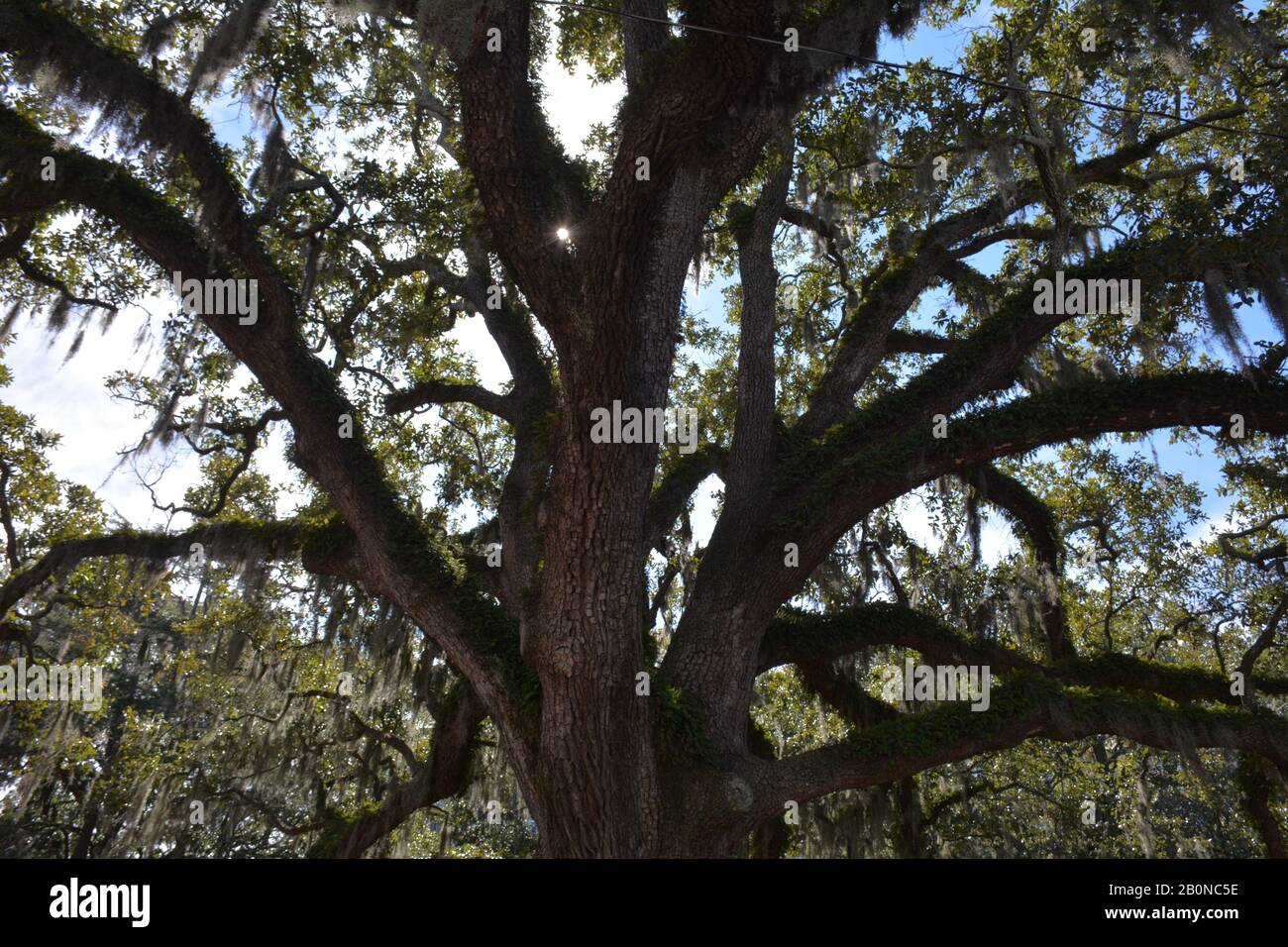 Savanah oaks hi-res stock photography and images - Alamy
