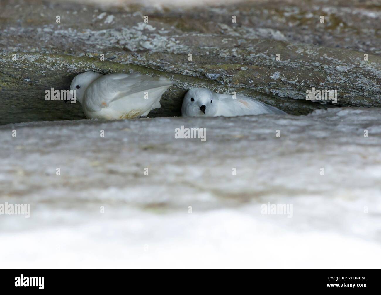 Antarctic petrels nesting hi-res stock photography and images - Alamy