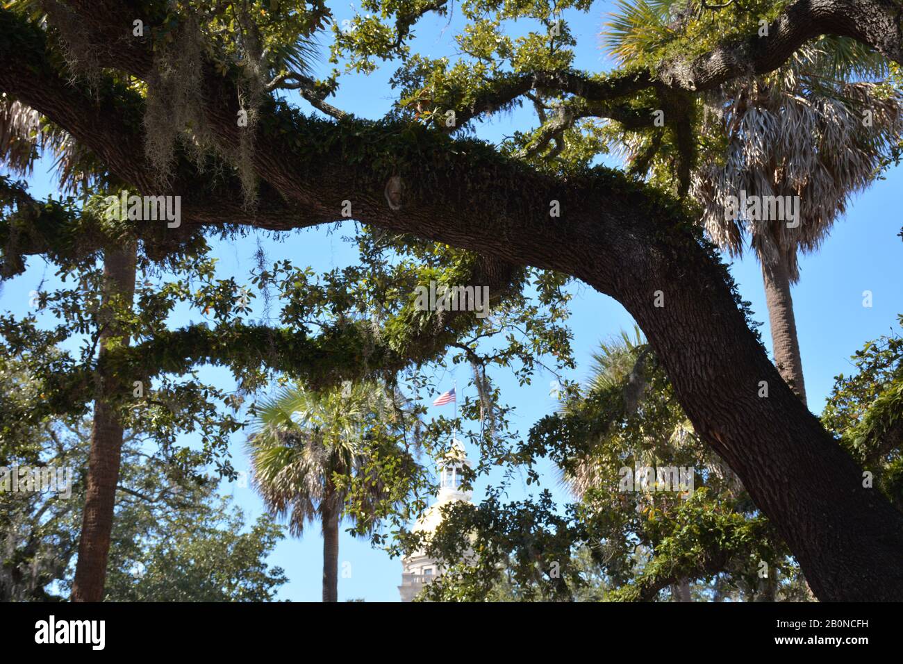 Savanah moss hi-res stock photography and images - Alamy