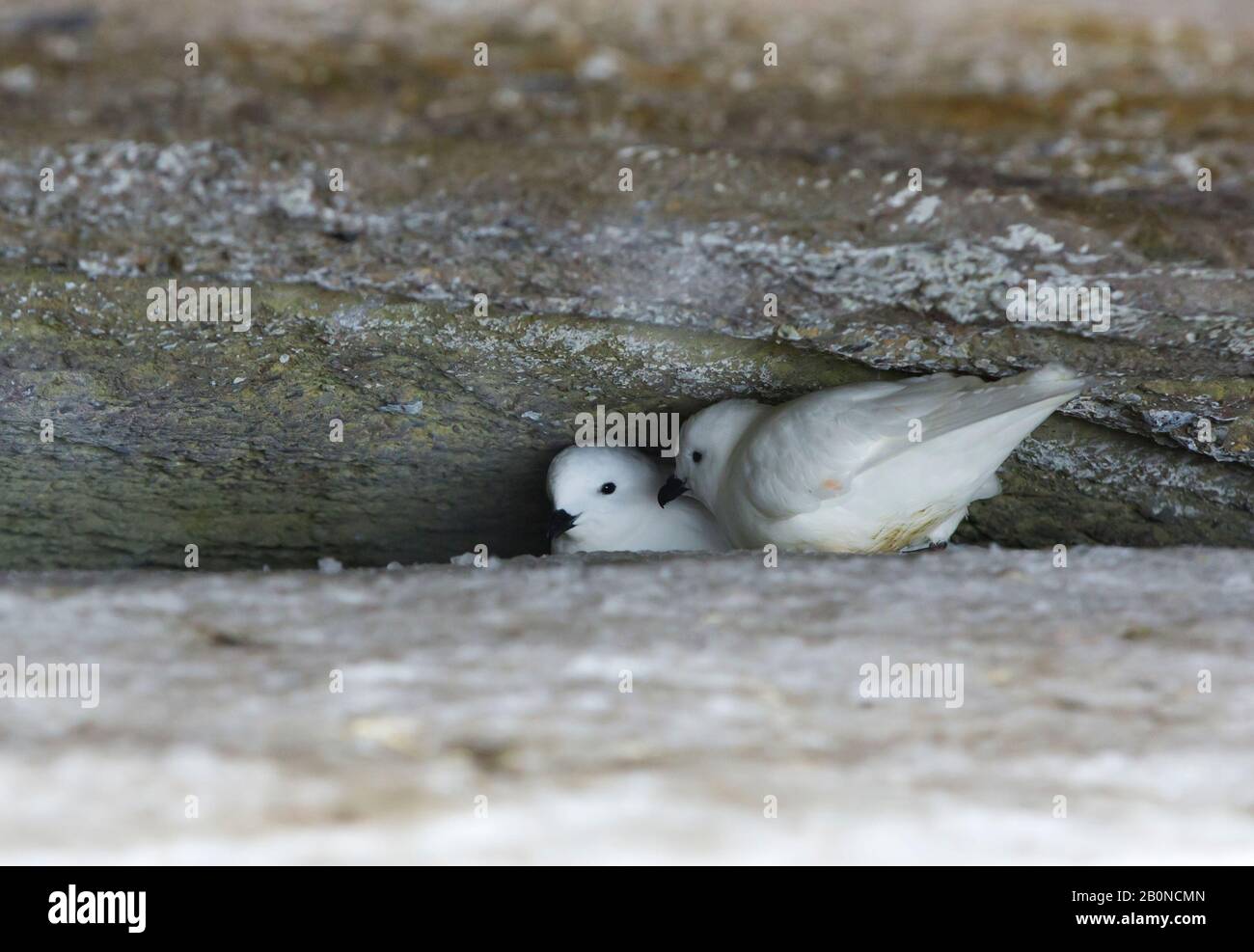 Antarctic petrels nesting hi-res stock photography and images - Alamy