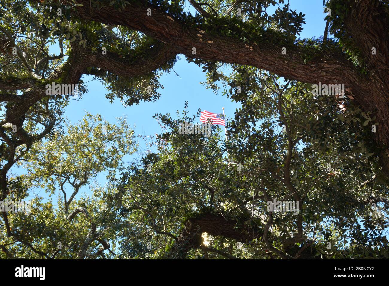 Savanah oaks hi-res stock photography and images - Alamy