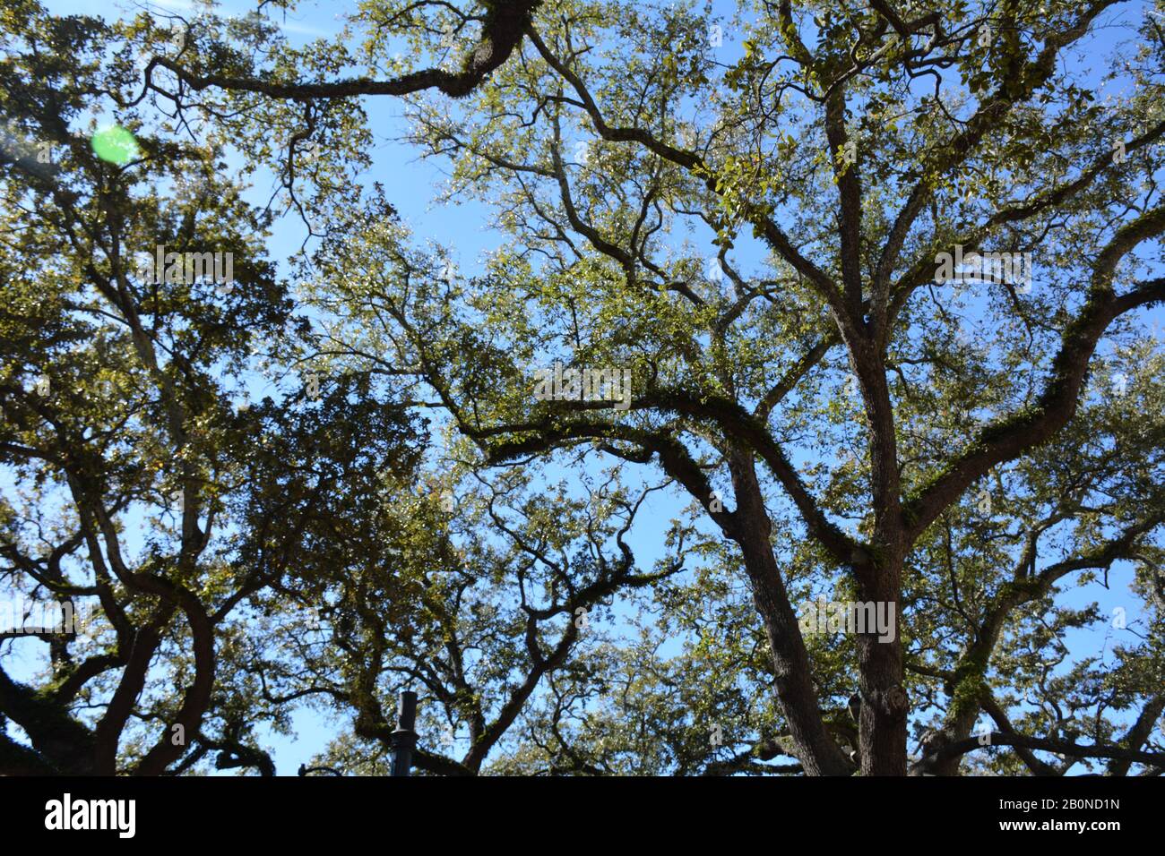 Savanah moss hi-res stock photography and images - Alamy Savanah moss hi-res stock photography and images - Alamy