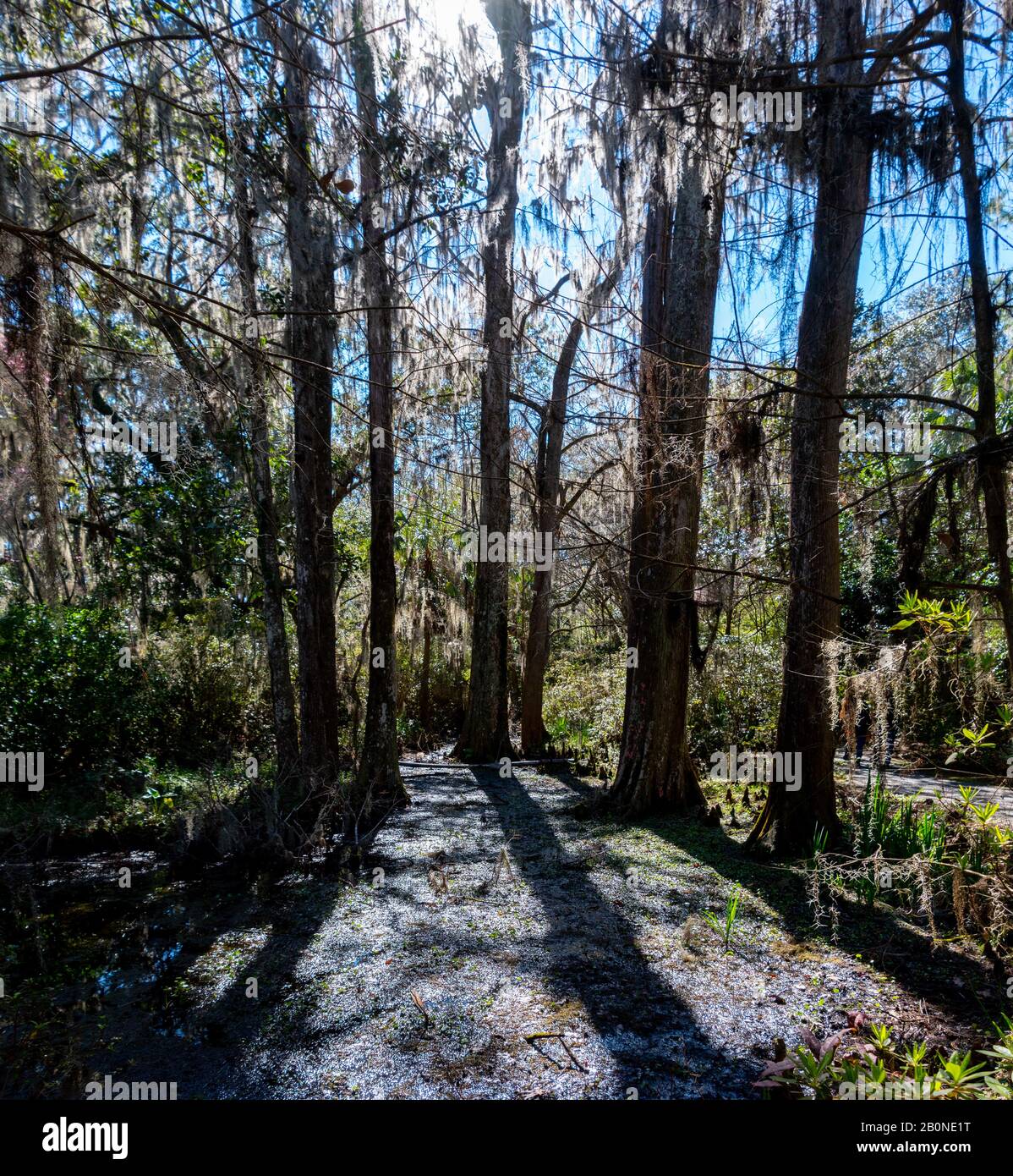 Swamp land hi-res stock photography and images - Alamy