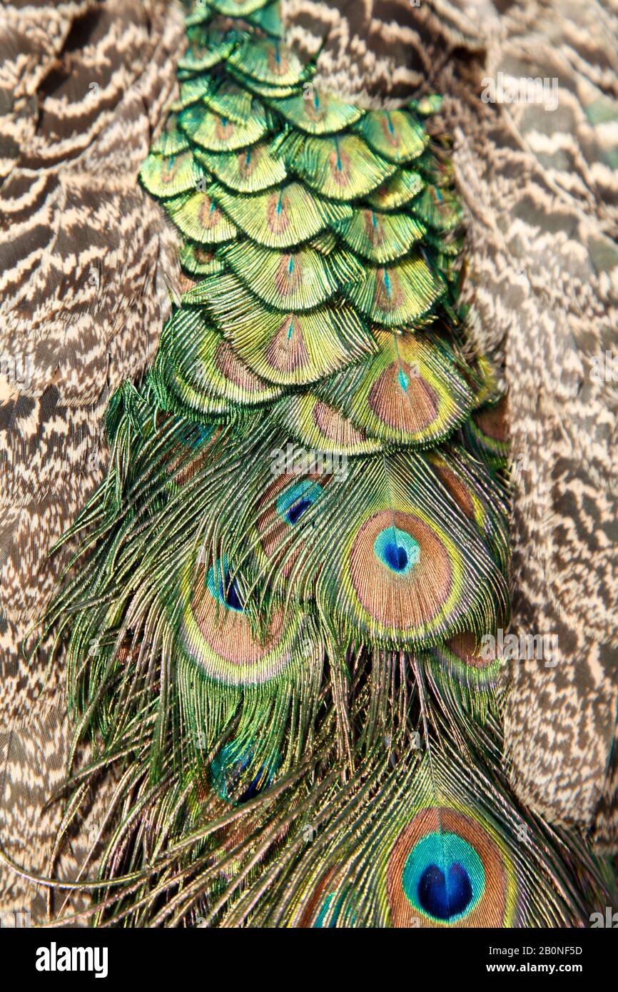 The peacock's feathers Stock Photo - Alamy