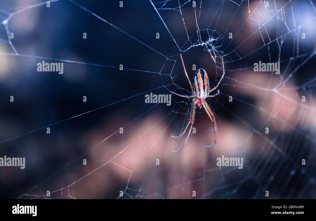colorful spider in its cobweb Stock Photo - Alamy