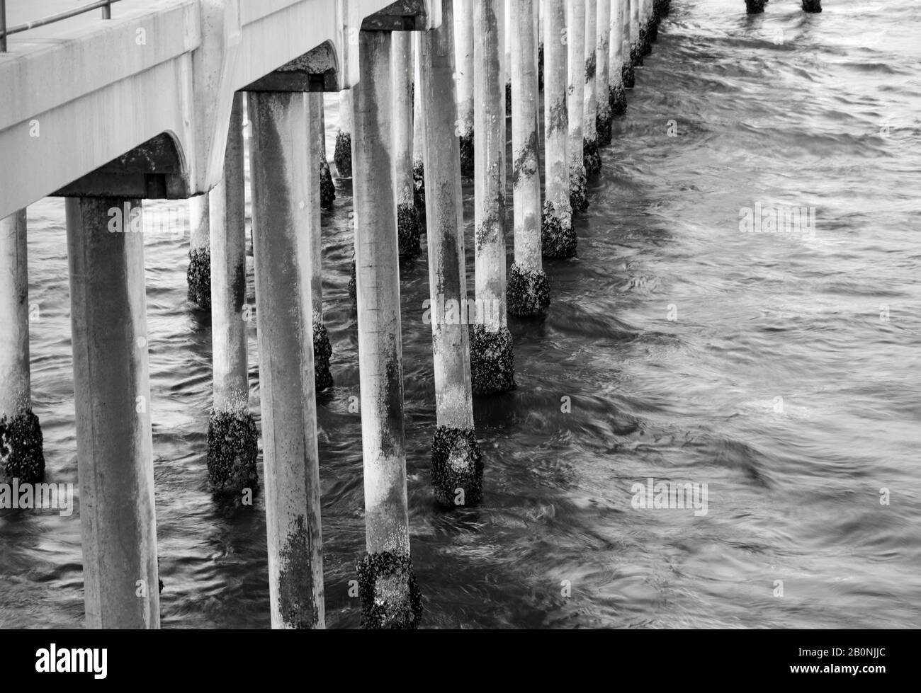 Barnacles grow at the waterline on the concrete pilings of the ...