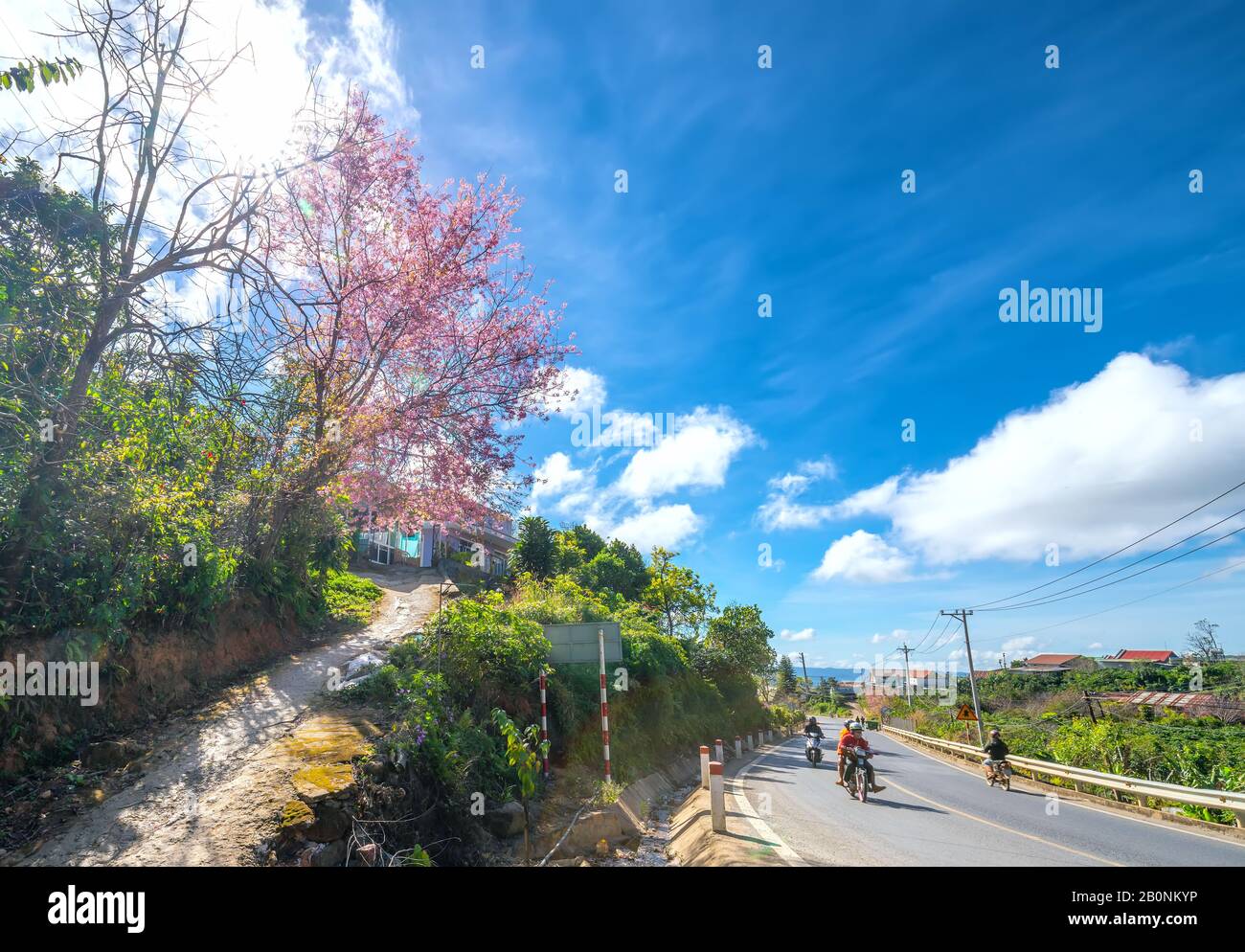 Landscape cherry apricot trees blooming along road in spring morning ...
