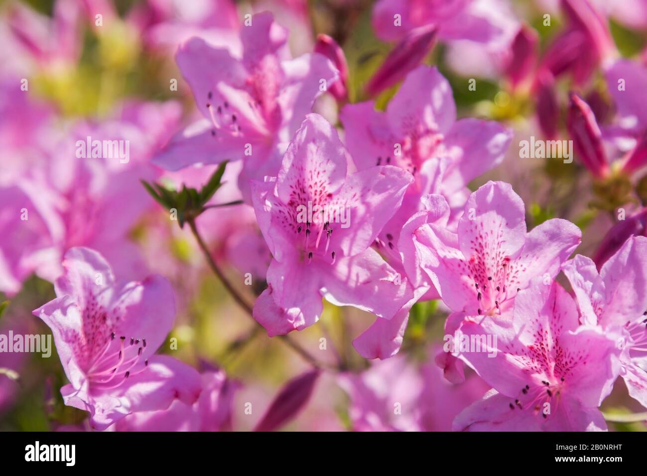 Close-up of mauve Rhododendron yedoense - Korean azalea flowers in ...