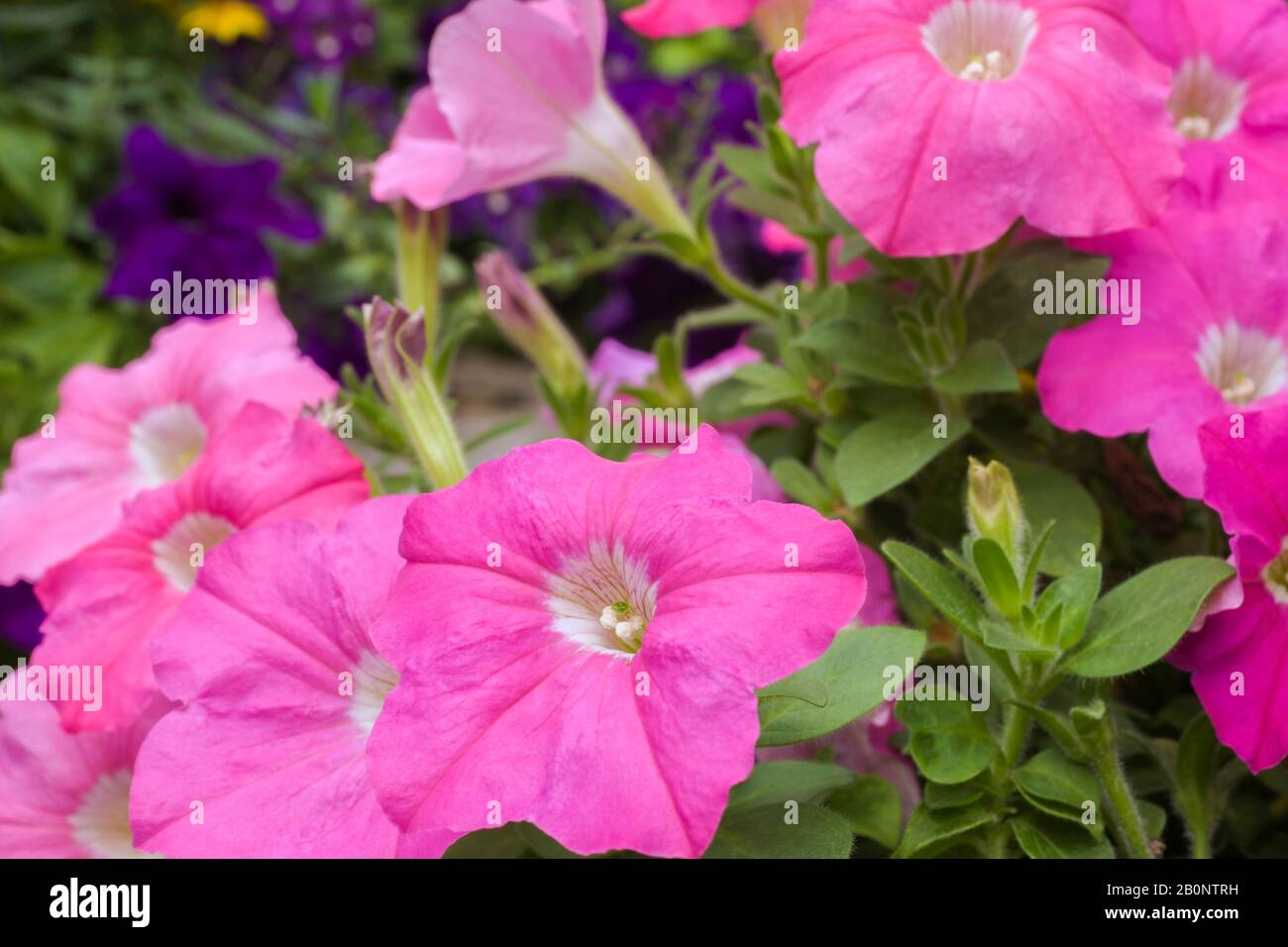 Pink funnel shaped flowers hi-res stock photography and images - Alamy