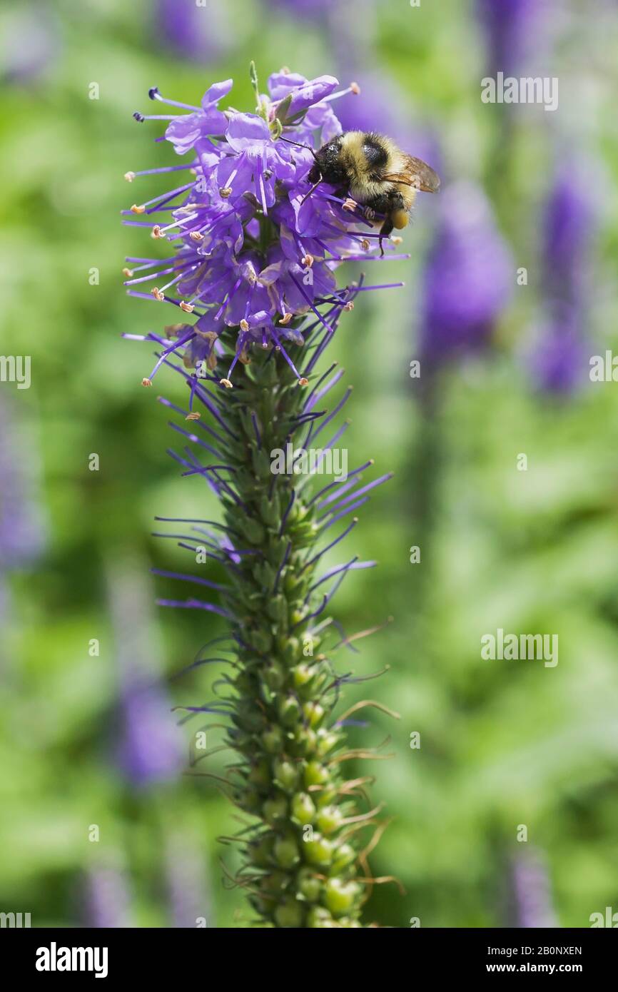 Bumblebee foraging for nectar on a Veronica 'Blue Charm' - Speedwell ...