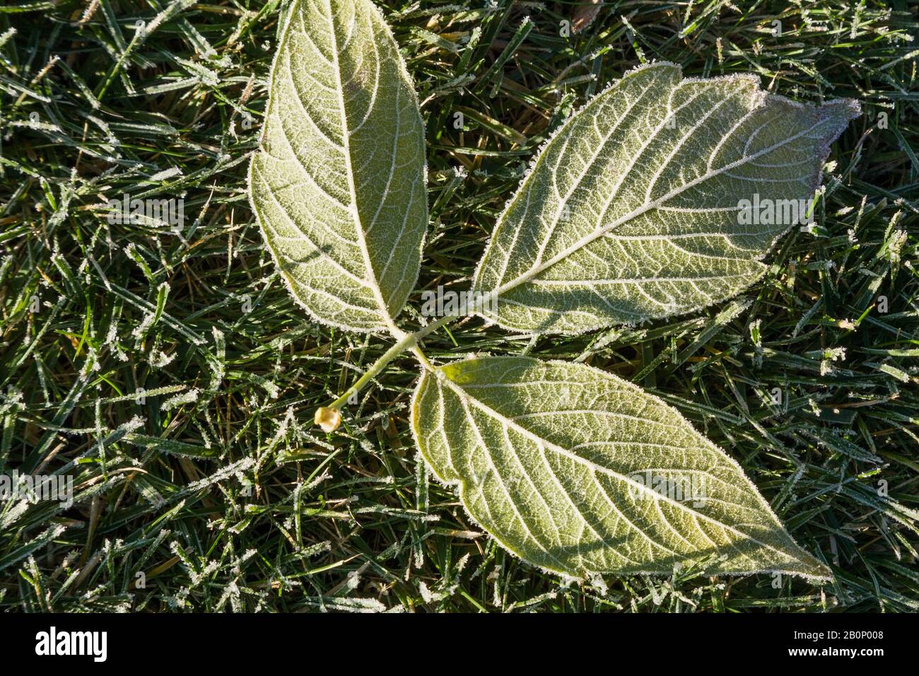Fraxinus velutina - Velvet Ash tree leaves covered with early morning ...