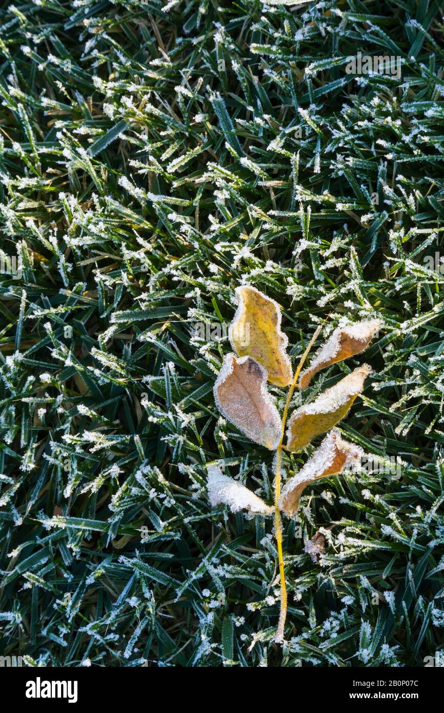 Fraxinus velutina - Velvet Ash tree leaves covered with early morning ...