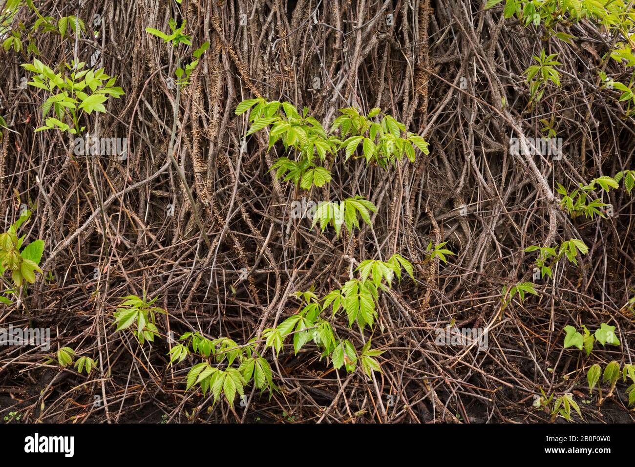 Woody climbing vines hi-res stock photography and images - Alamy