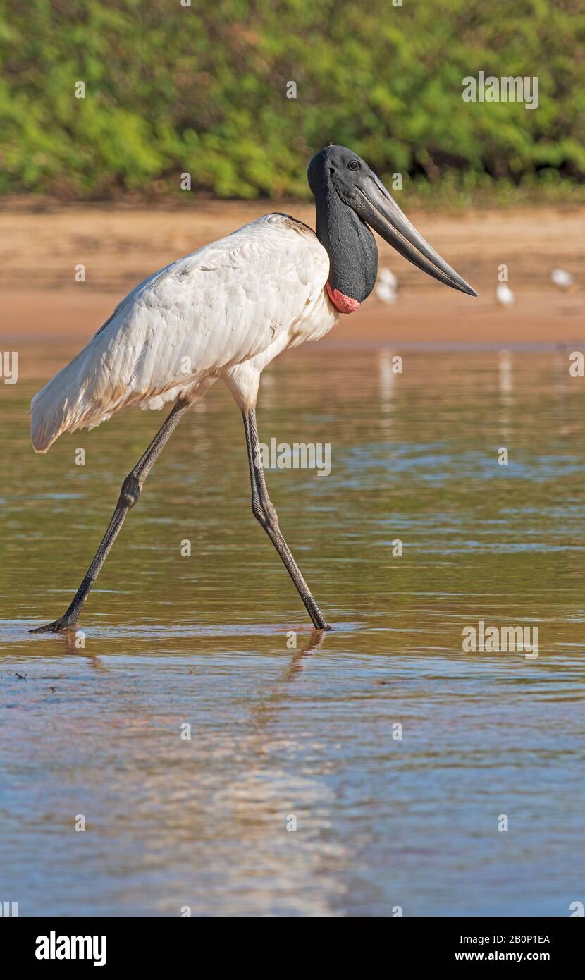 Brazil national bird hi-res stock photography and images - Alamy