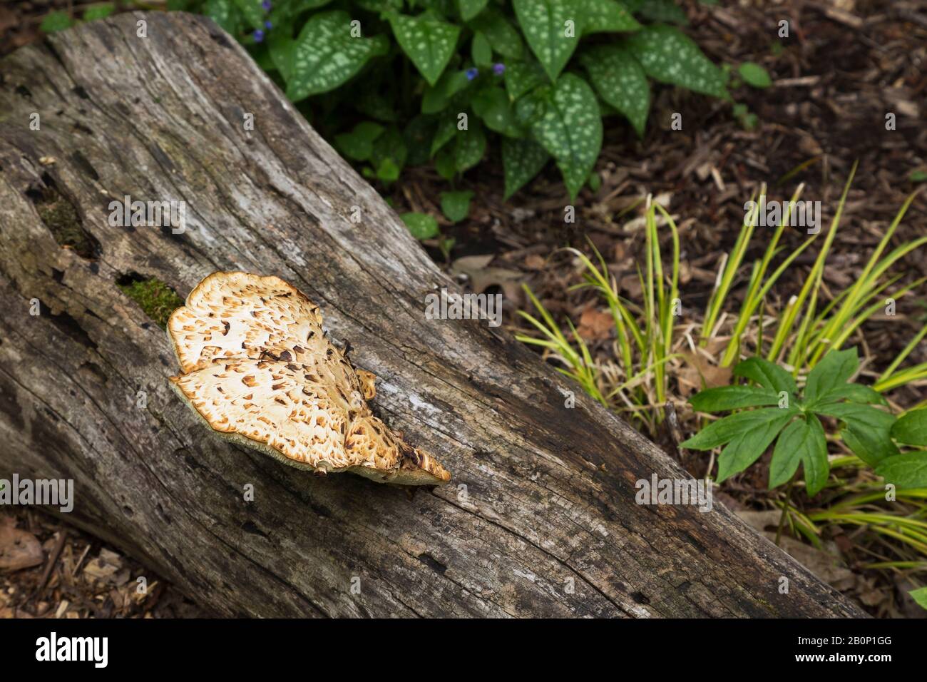 Light brown and tan wild mushroom growing on dead tree trunk in mulch ...