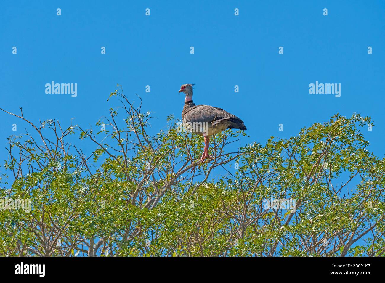 Southern Screamer High in the Canopy in Pantanal National Park in ...