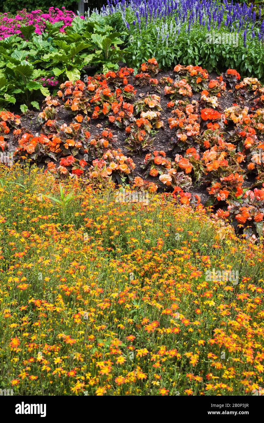 Begonia border hi-res stock photography and images - Alamy