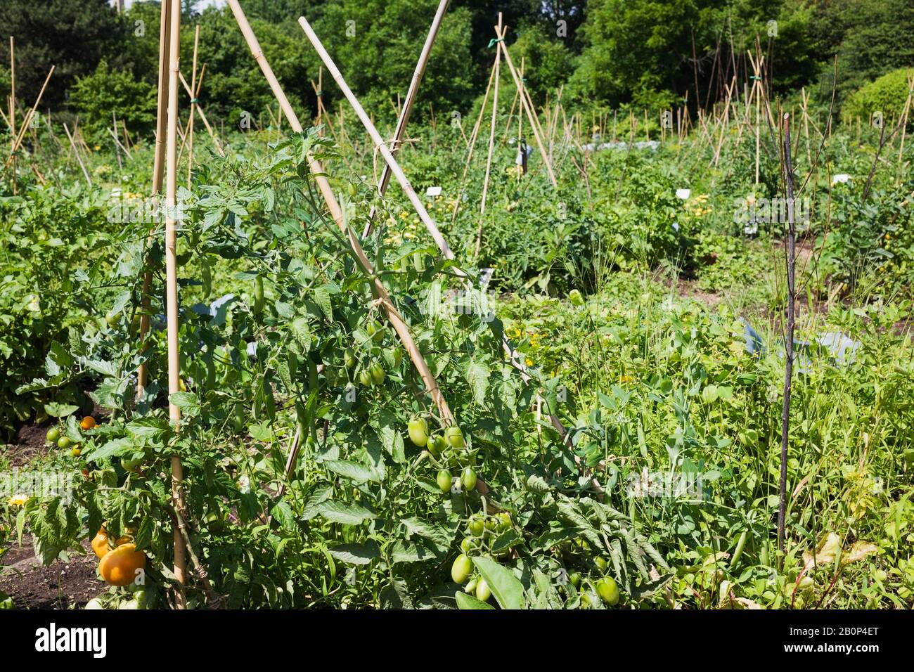 Community garden canada hi-res stock photography and images - Alamy
