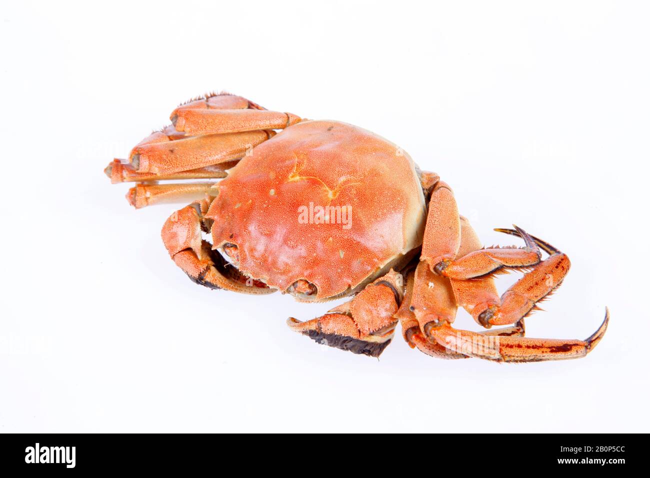 Cooked crab, close-up, white background Stock Photo - Alamy