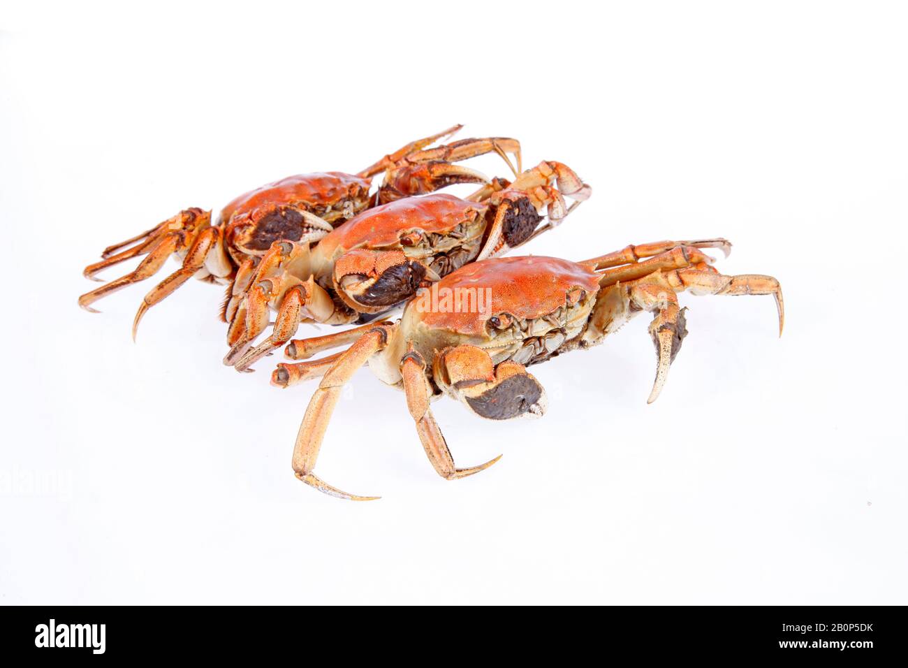 Cooked crab, close-up, white background Stock Photo - Alamy