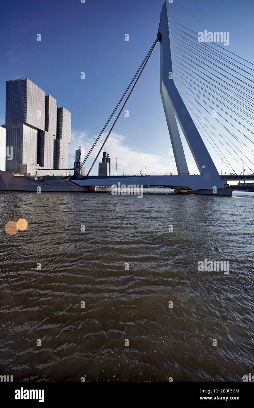 Erasmus bridge across the river Maas in the city centre of Rotterdam in ...