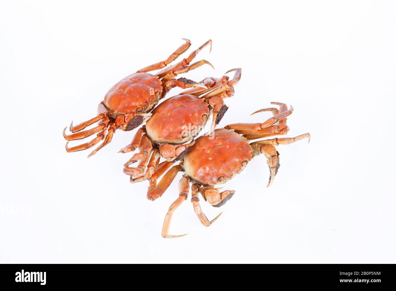 Cooked crab, close-up, white background Stock Photo - Alamy