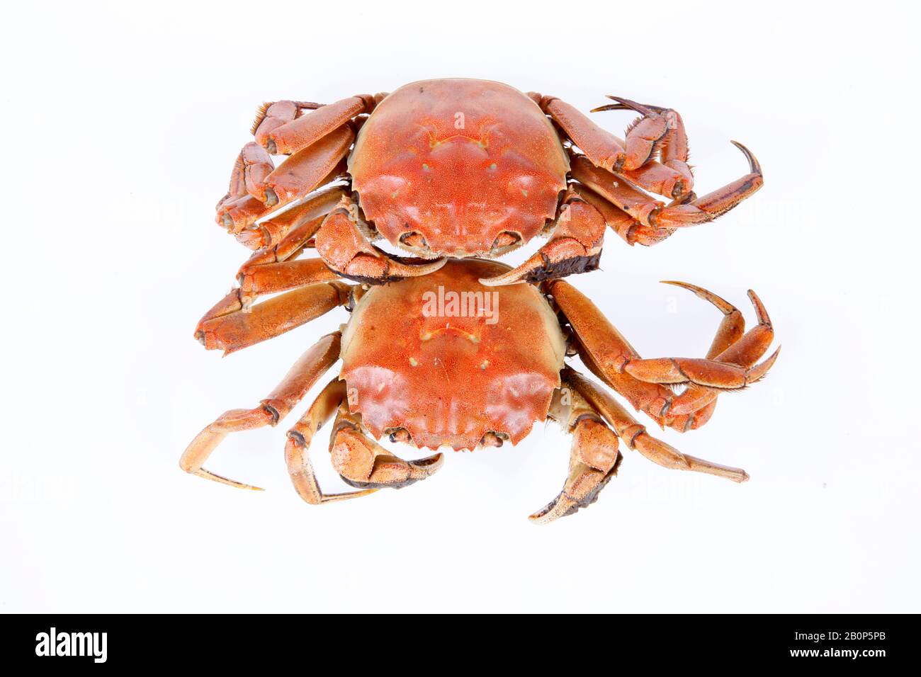 Cooked crab, close-up, white background Stock Photo - Alamy
