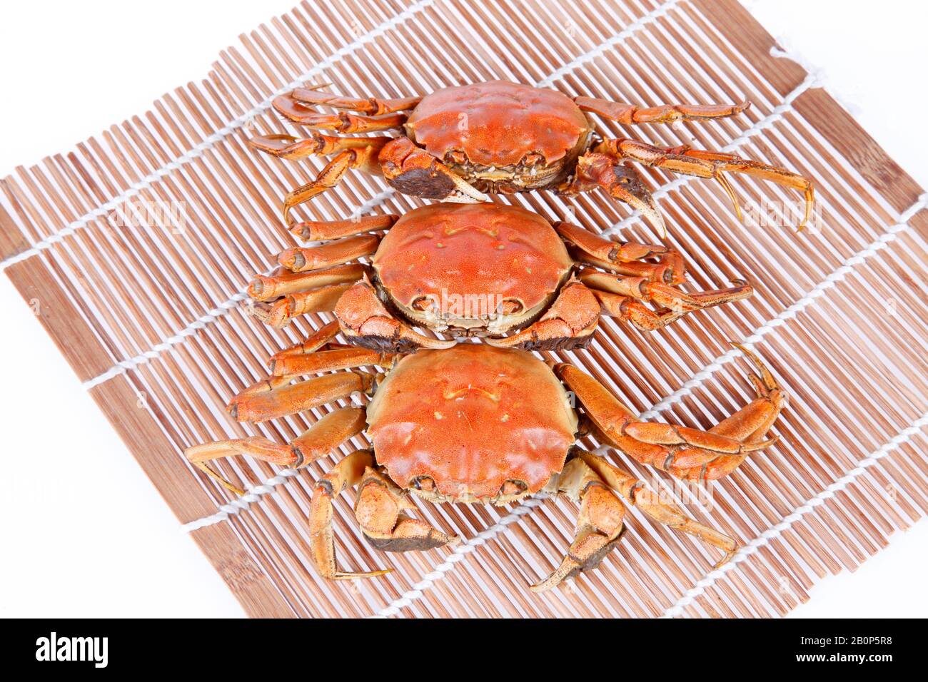 Cooked crab, close-up, white background Stock Photo - Alamy