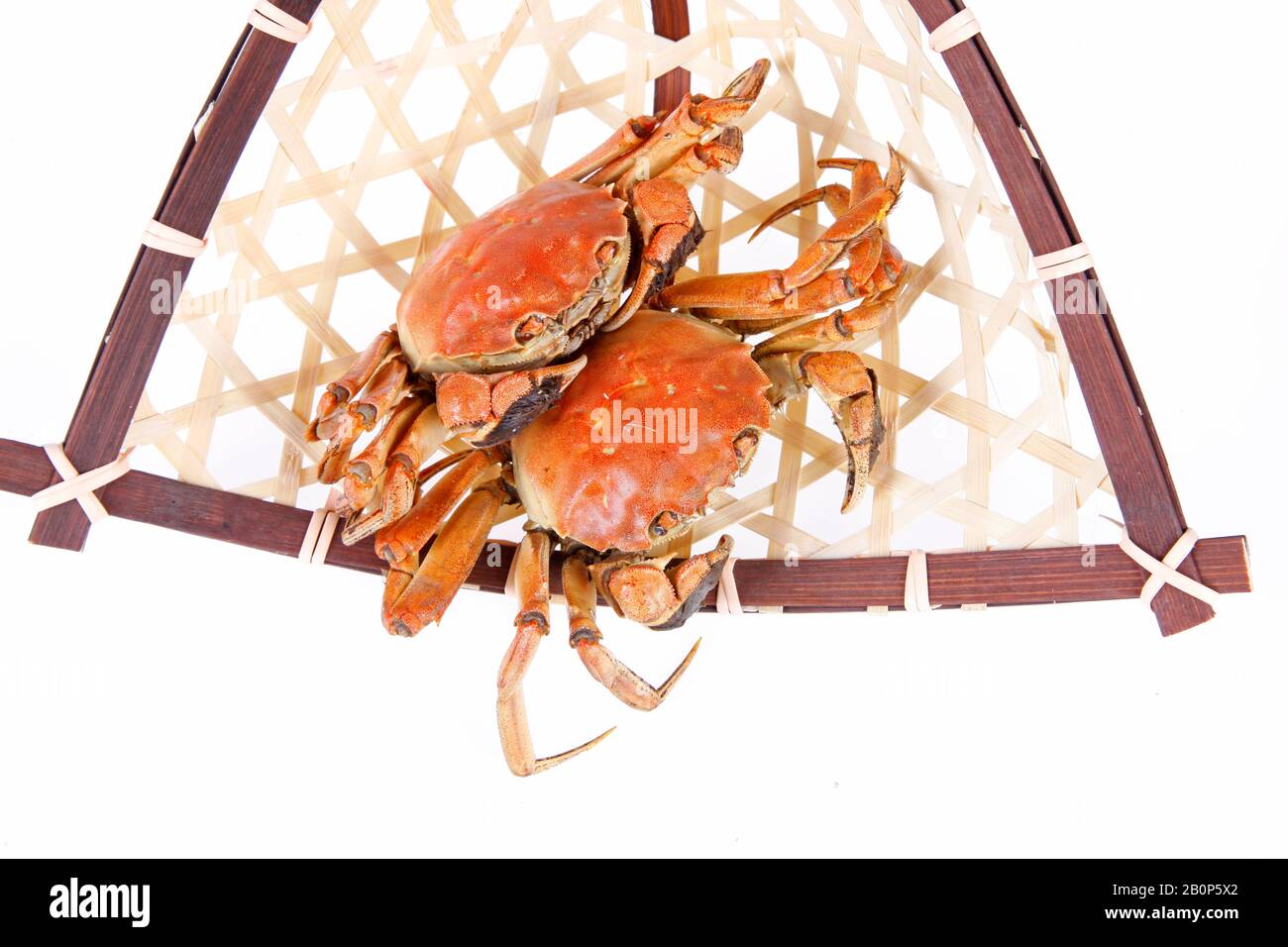 Cooked crab, close-up, white background Stock Photo - Alamy